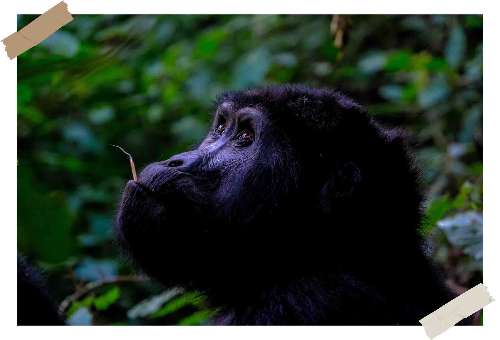 Gorilla Trekking in Uganda: A Once-in-a-Lifetime Wildlife Encounter